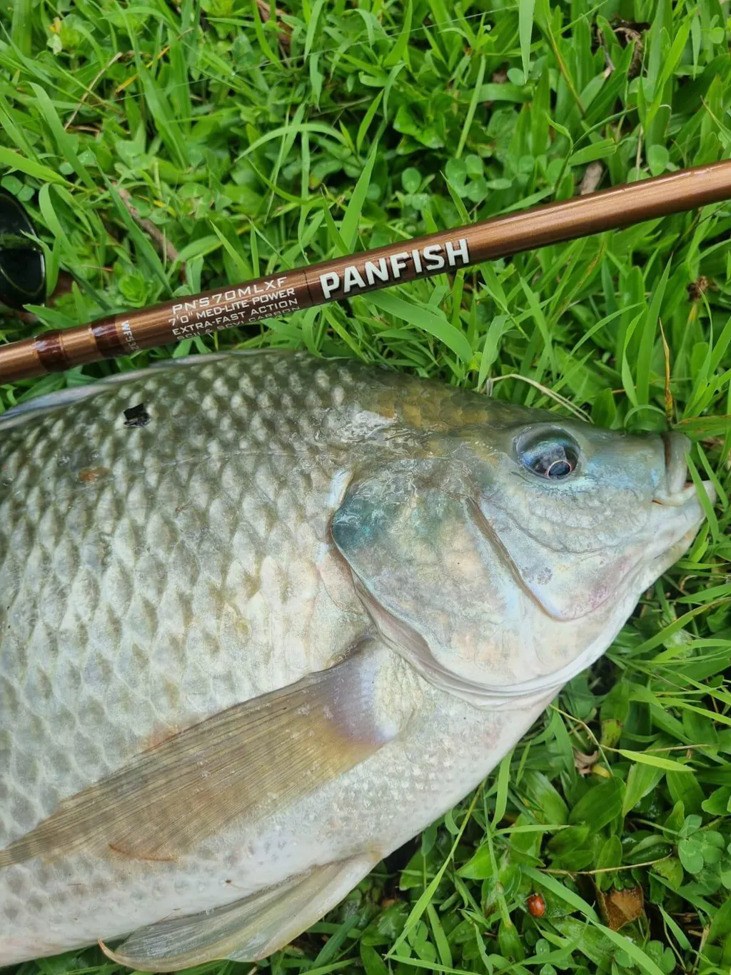 Panfish Series – St. Croix Rod