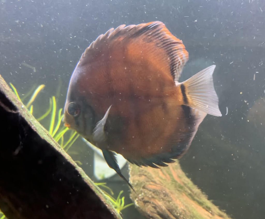 Stendker | Solid Turquoise - Stendker Discus USA: #1 Source for Premium ...