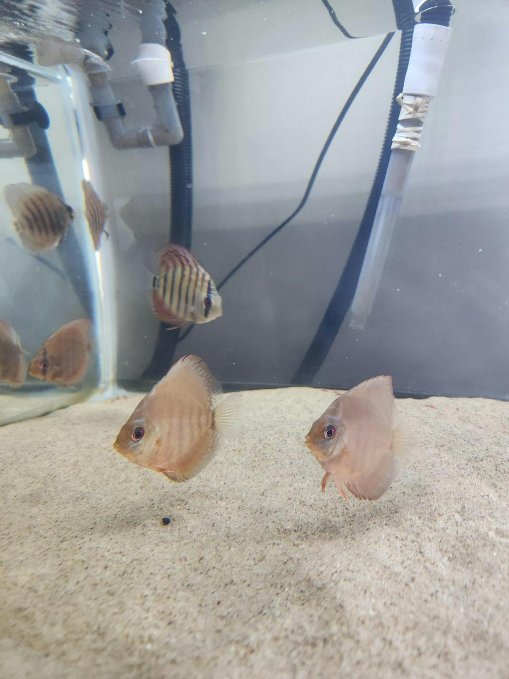Stendker Discus USA | Alenquer–#1 Source for Premium Discus – Stendker ...