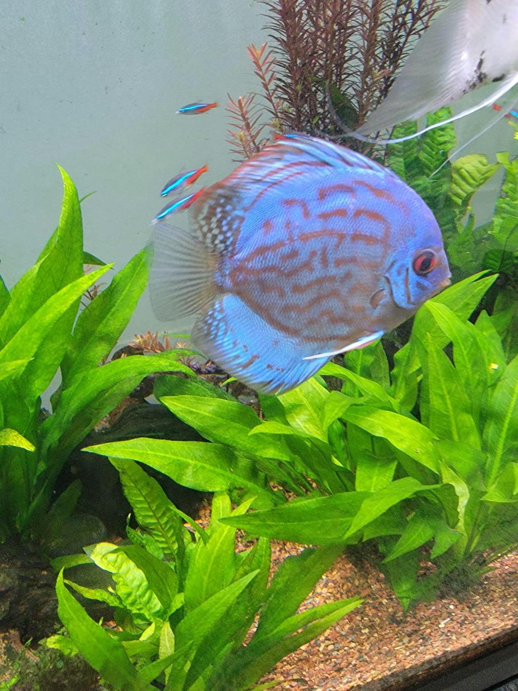 Stendker | Kobalt - Stendker Discus USA: #1 Source for Premium Discus