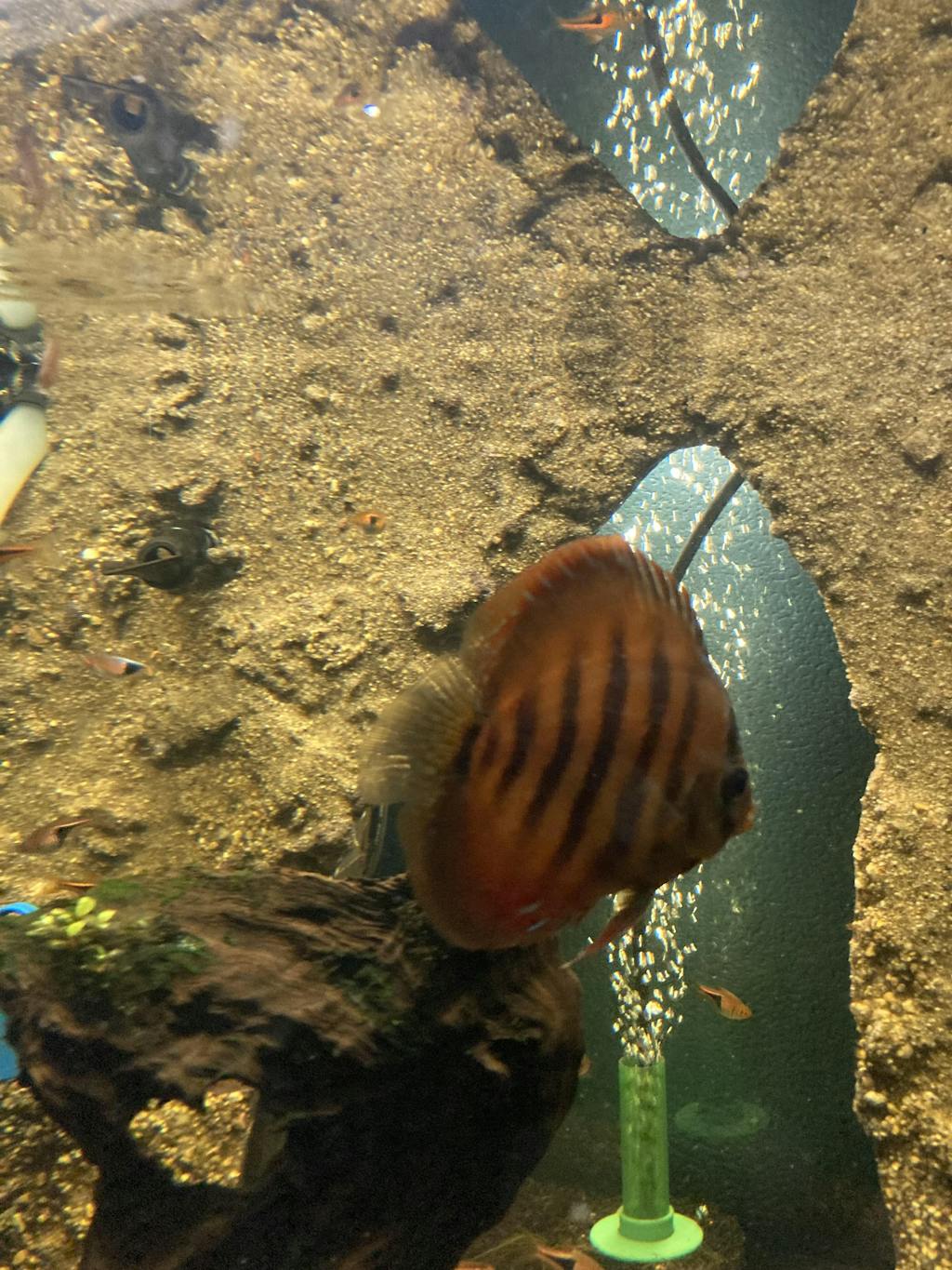 Stendker Discus USA | Alenquer–#1 Source for Premium Discus – Stendker ...