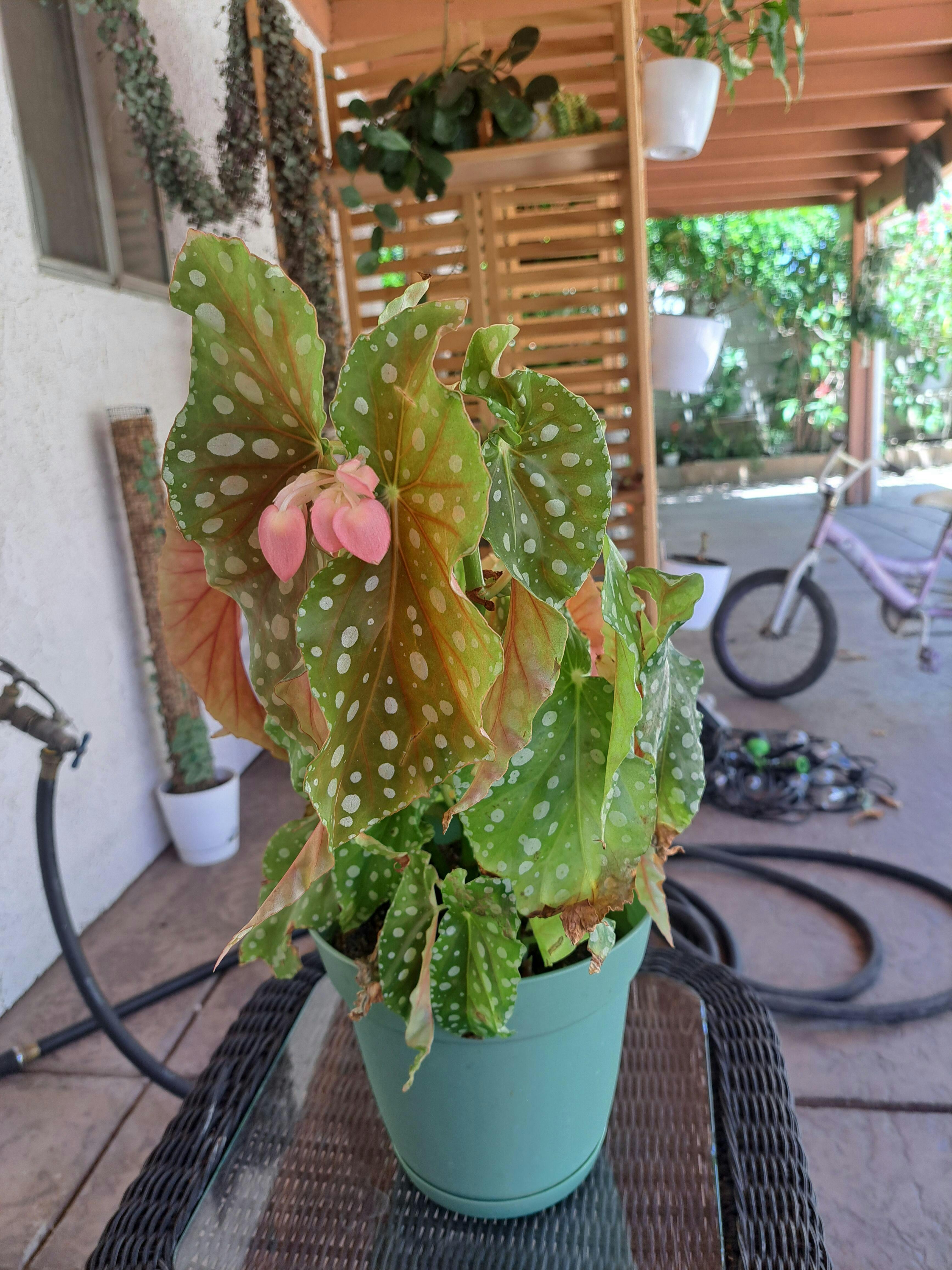 Begonia 'Flamingo Queen' | Steve's Leaves Begonia Exotic Plants