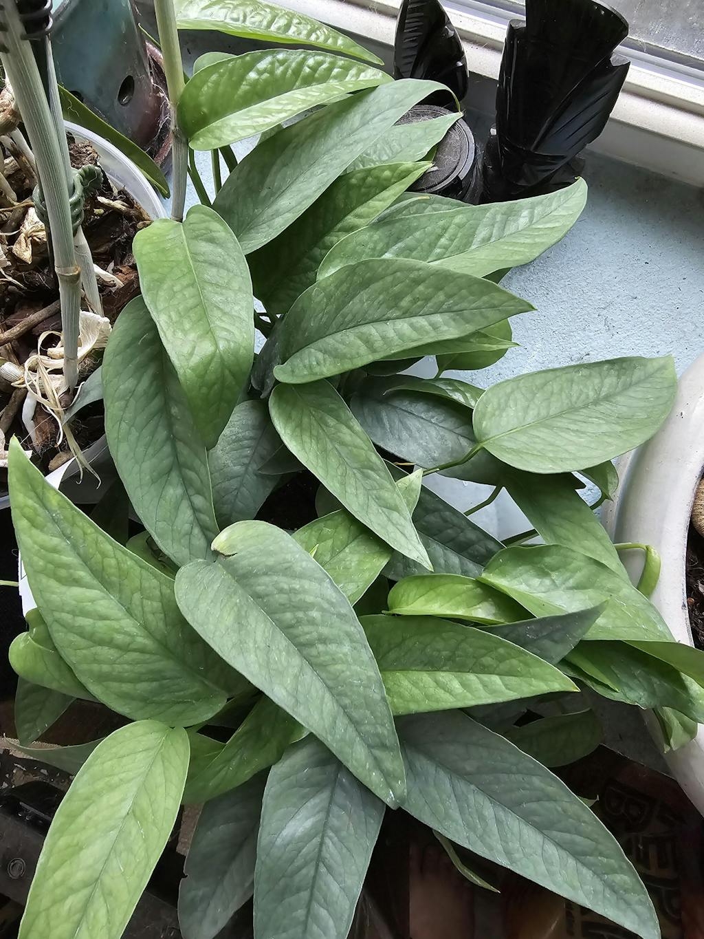Cebu Blue' Pothos | Epipremnum Pinnatum Trailing Plant | Steve's Leaves