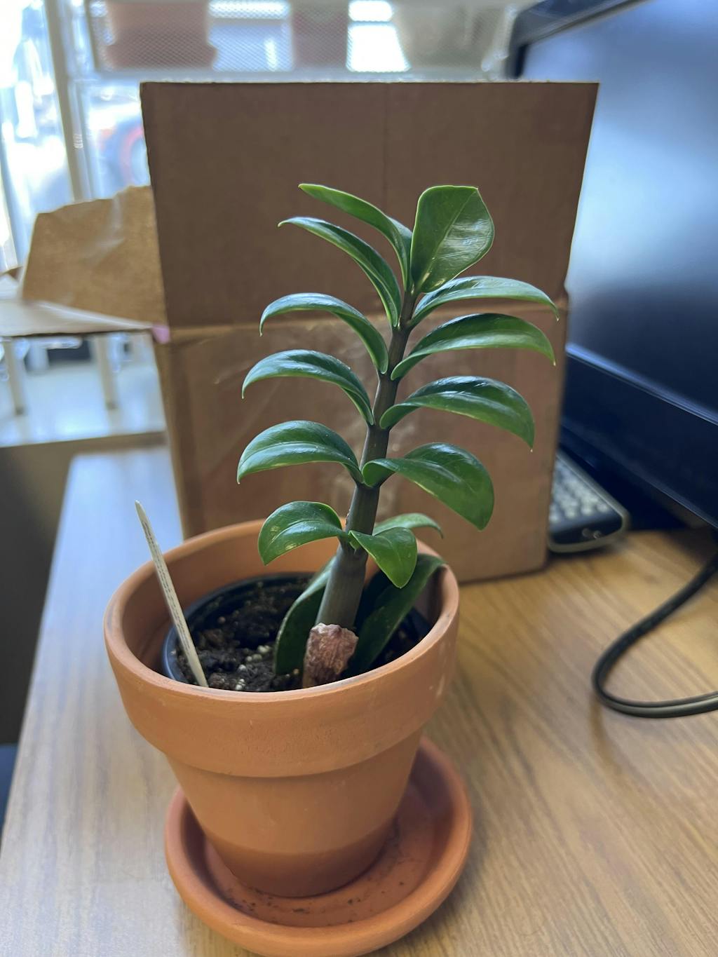 ZZ 'Zenzi' Plant | Dwarf Zamioculcas Zamiifolia Plant | Steve's Leaves