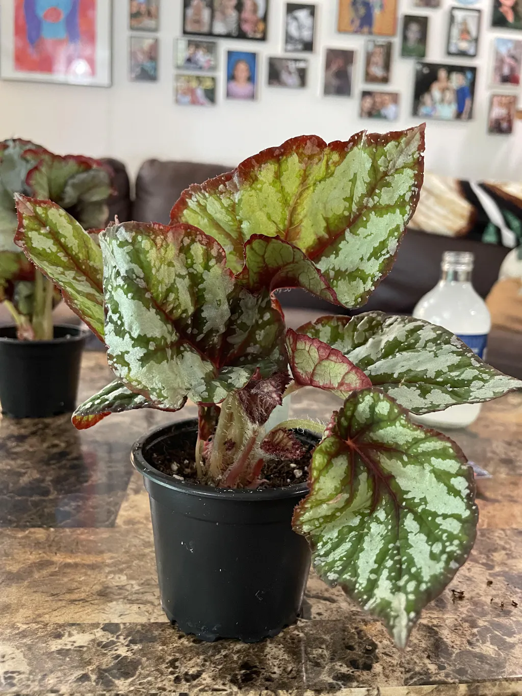 Begonia 'Christmas Curl' | Steve's Leaves Begonia Exotic Plants