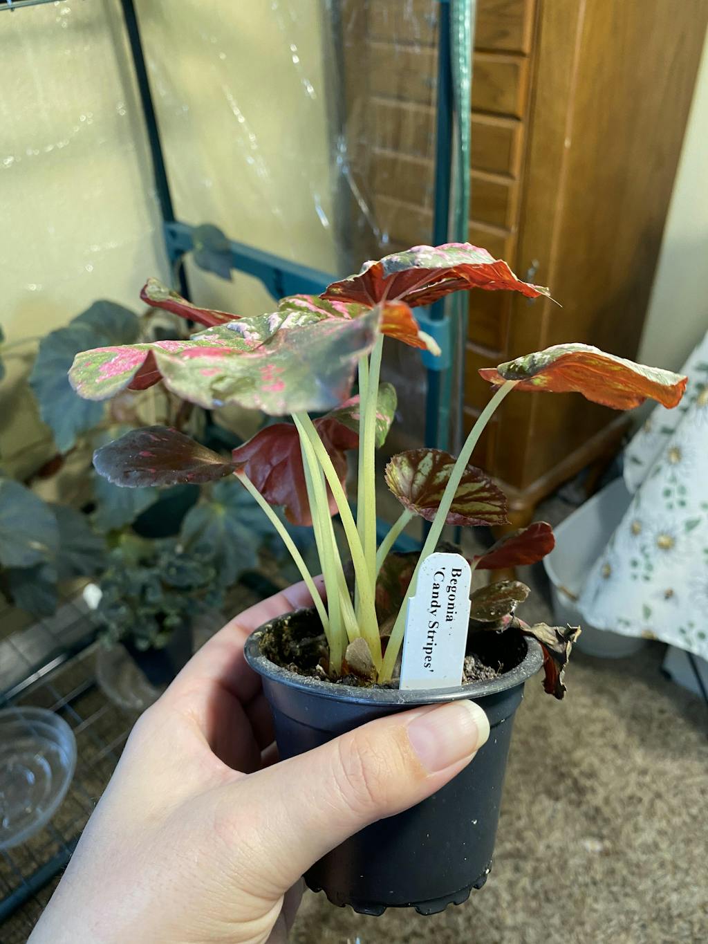 Begonia 'Candy Stripe' | Steve's Leaves Begonia Exotic Plants