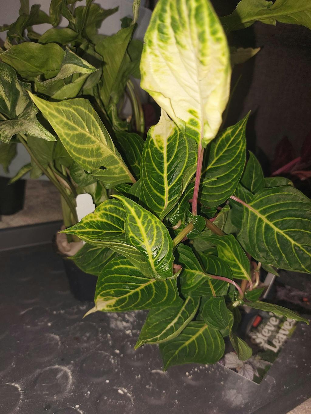 Iresine herbstii 'Lime' | Steve's Leaves Amaranthaceae Plants