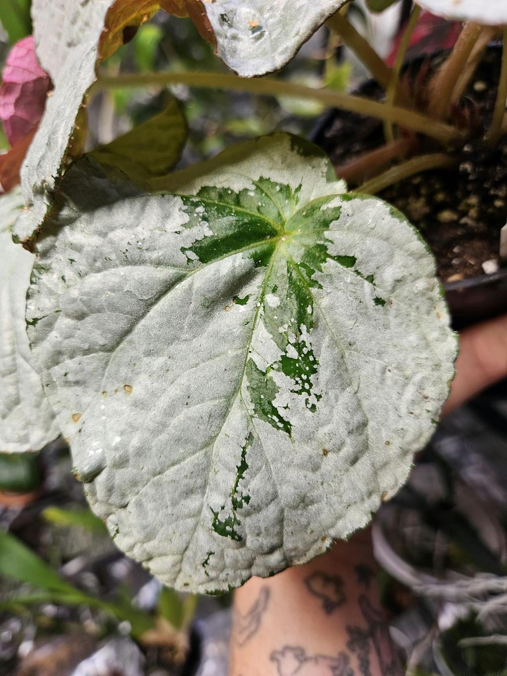 Begonia U489 – Steve's Leaves