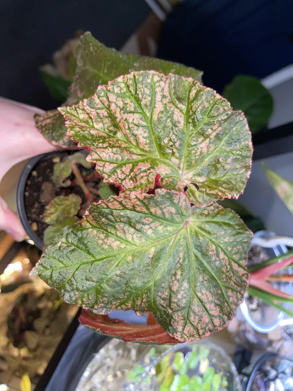 Begonia 'Midnight Sun' – Steve's Leaves