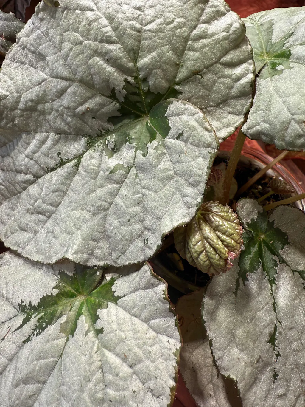Begonia U489 – Steve's Leaves