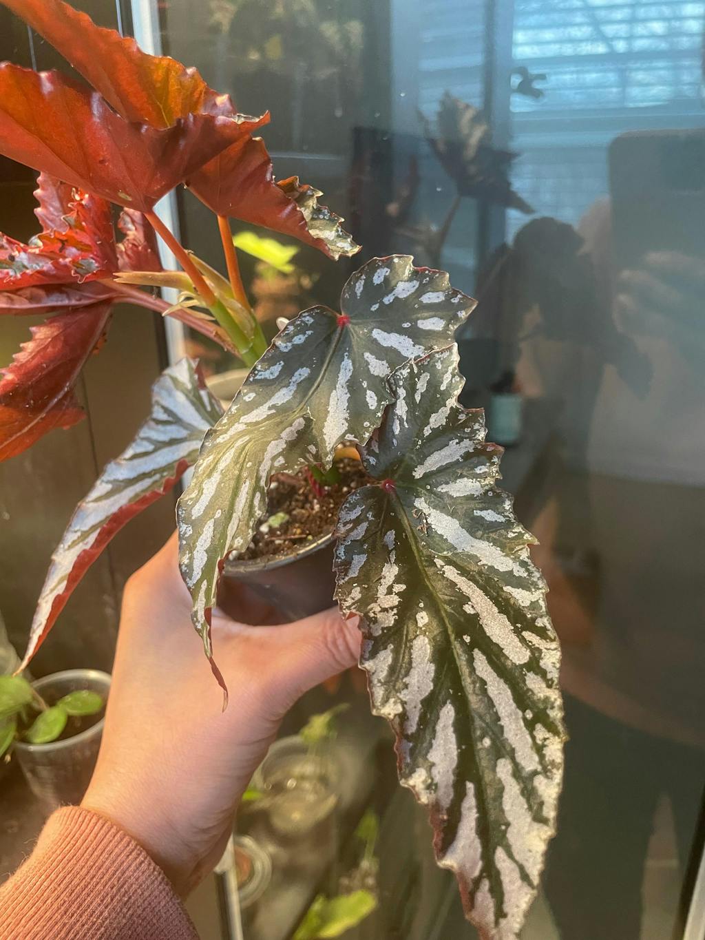 Begonia 'Guy Savard' | Steve's Leaves Begonia Exotic Plants