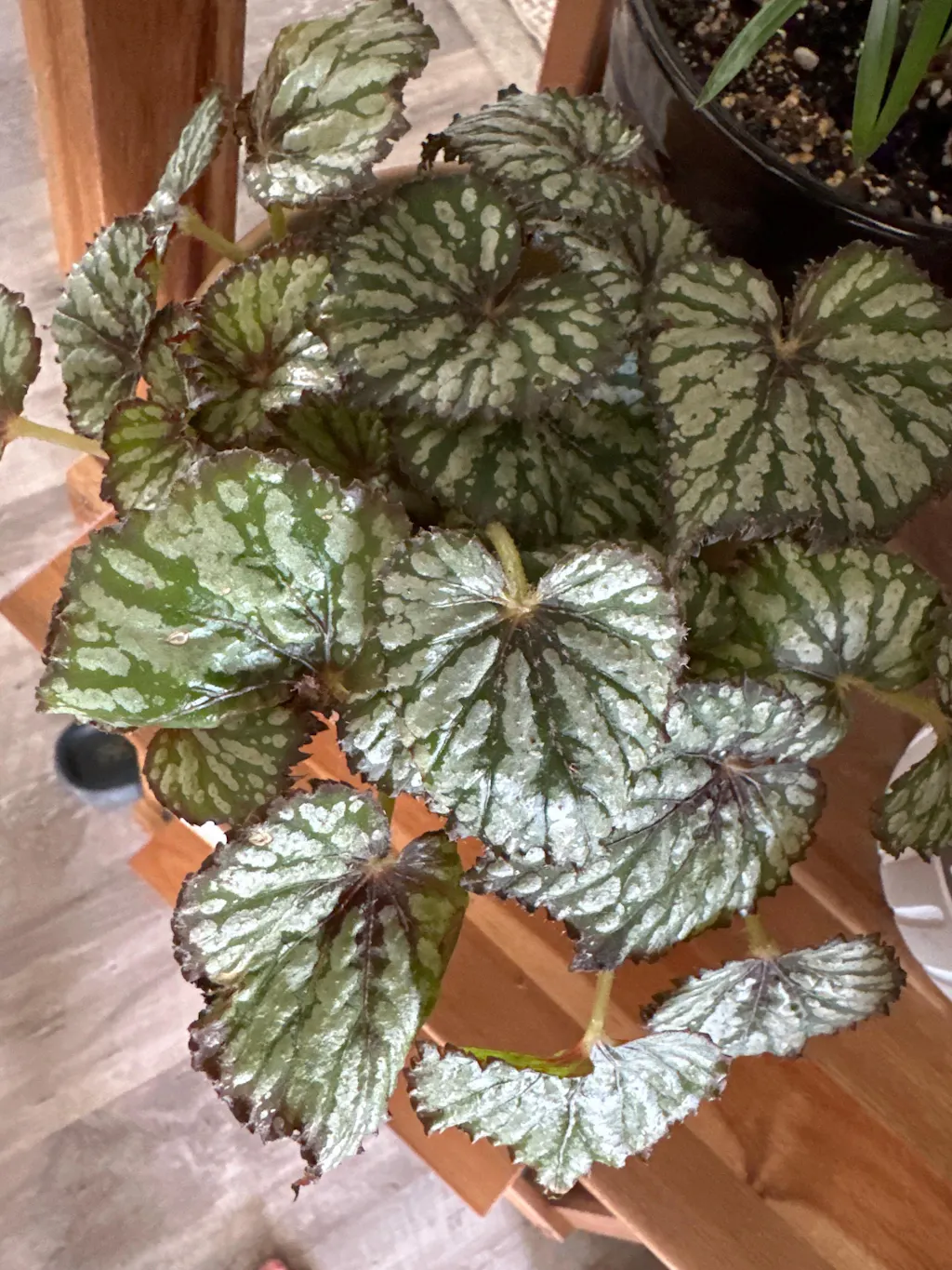 Begonia 'Steve's Leaves Starburst'
