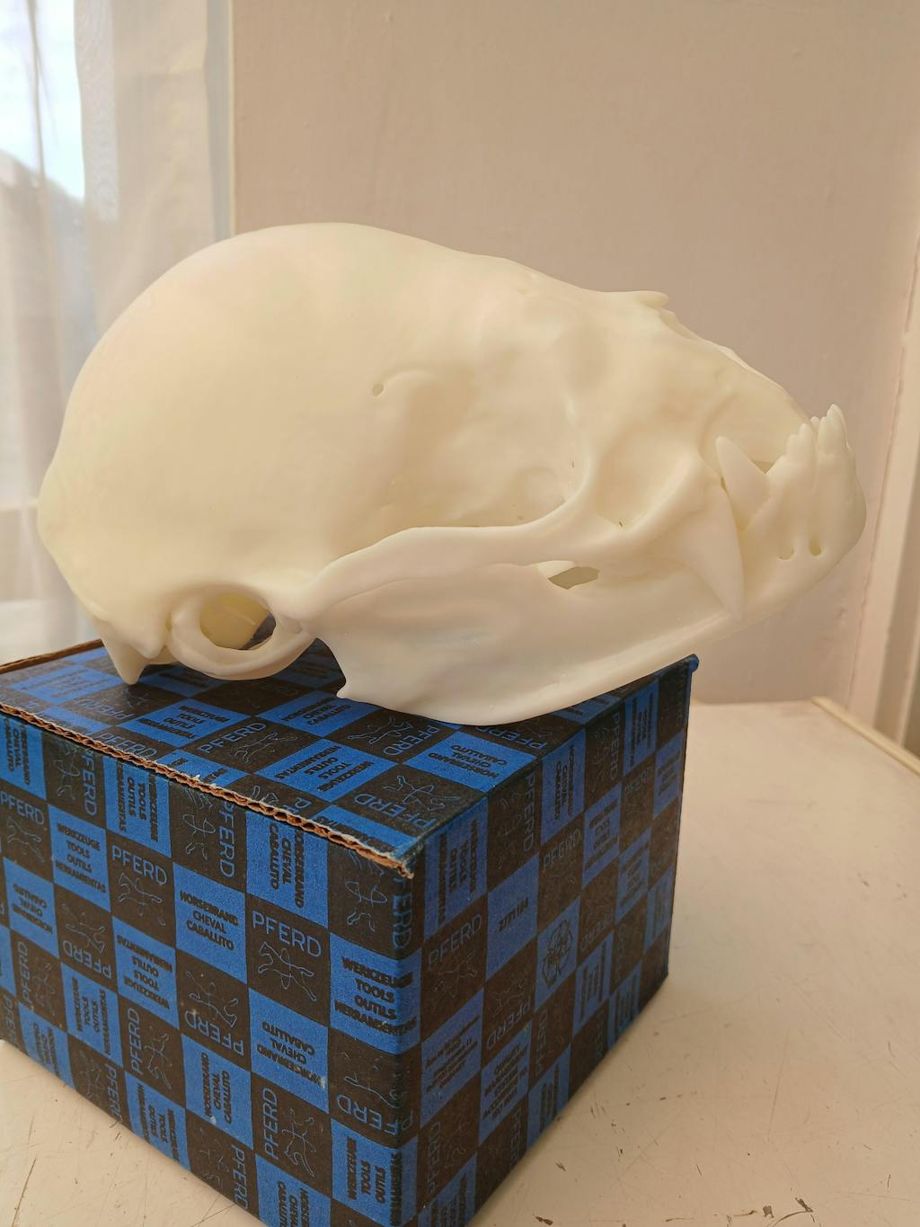 Unsettlingly Large Common Vampire Bat Skull – Strange Species