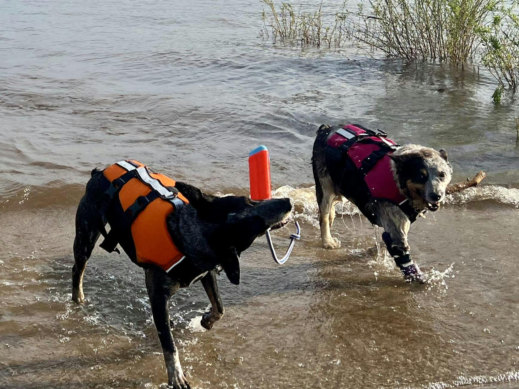 Float Doggy™ – Stunt Puppy