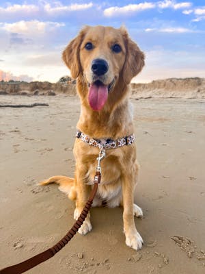 Stylish Hound | Your dog's go to Shop