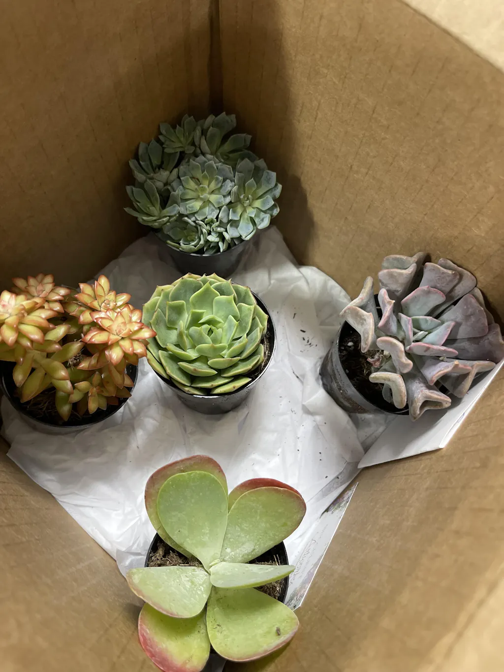 Propagating Succulents From Cuttings – Succulent Artworks