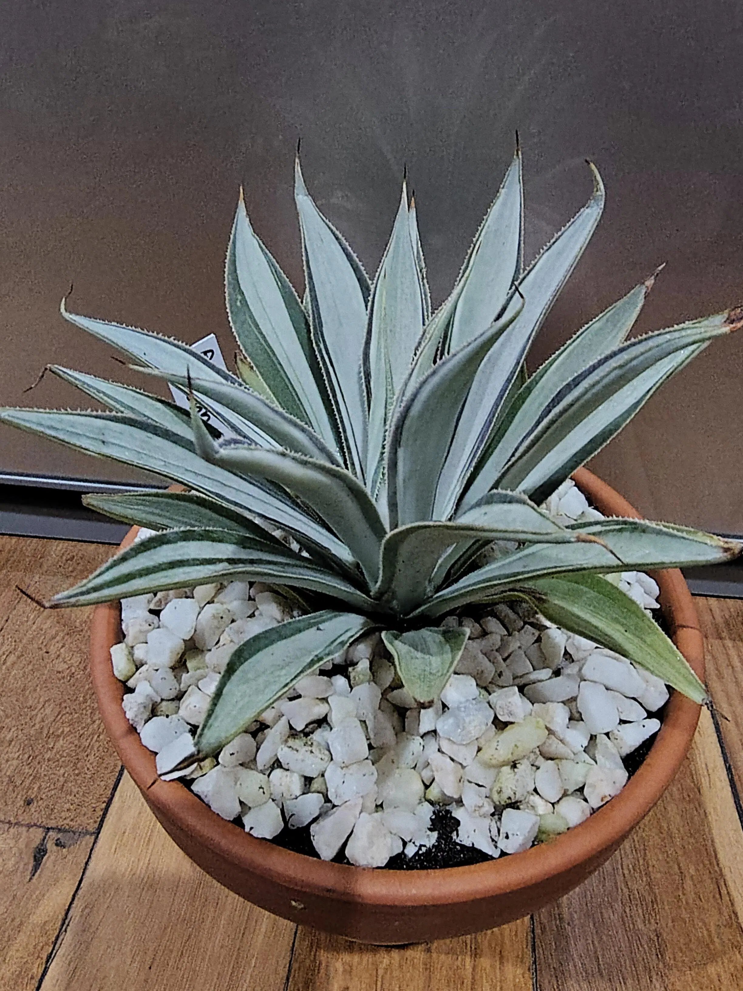 Buy Agave Moonbeam | Rare & Exotic Plant