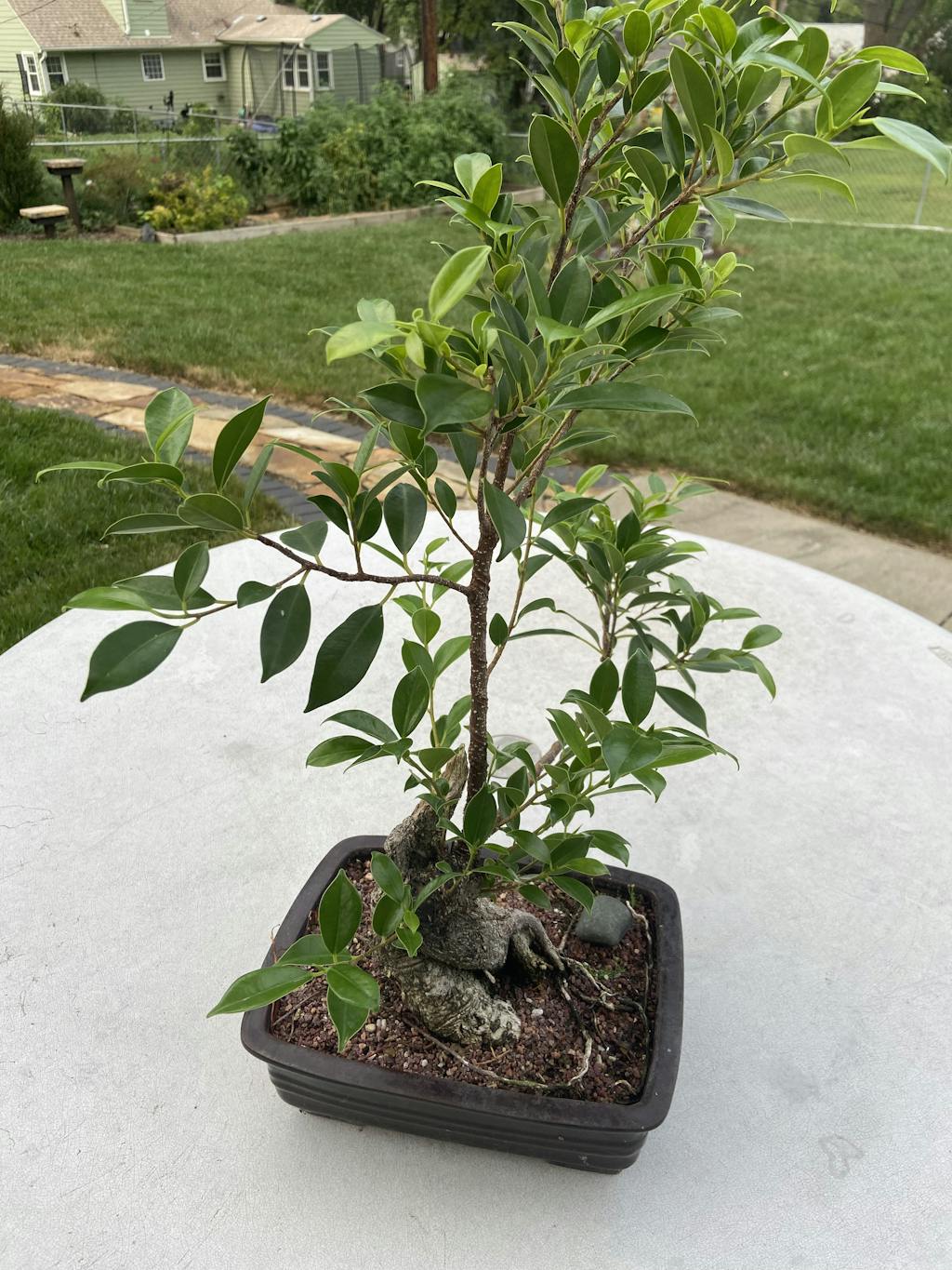 Sumo Cakes Original Granular Bonsai Fertilizer - Sumo Bonsai Supply