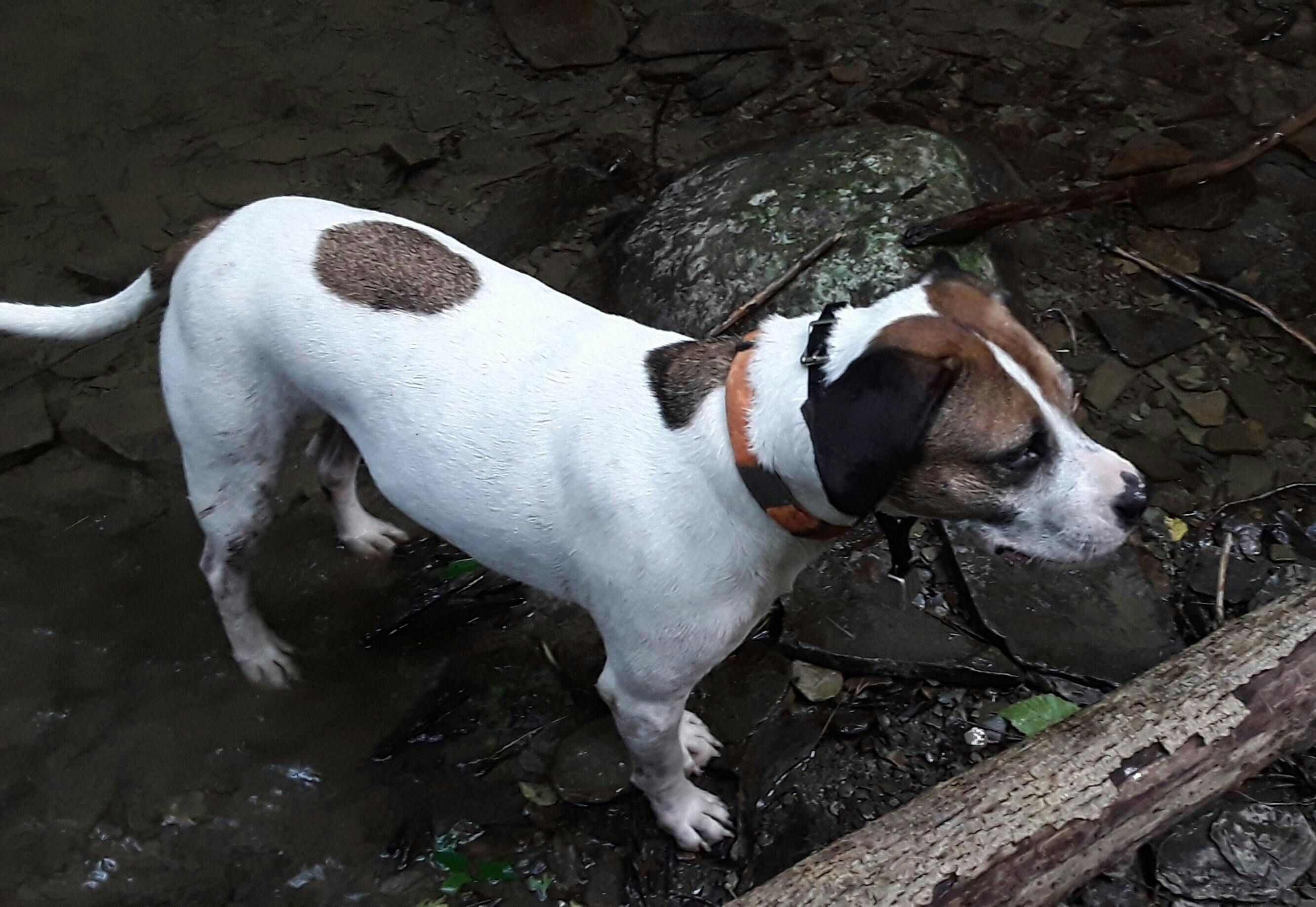 Broad Spectrum CBD Pet Tinctures – Sunmed CBD