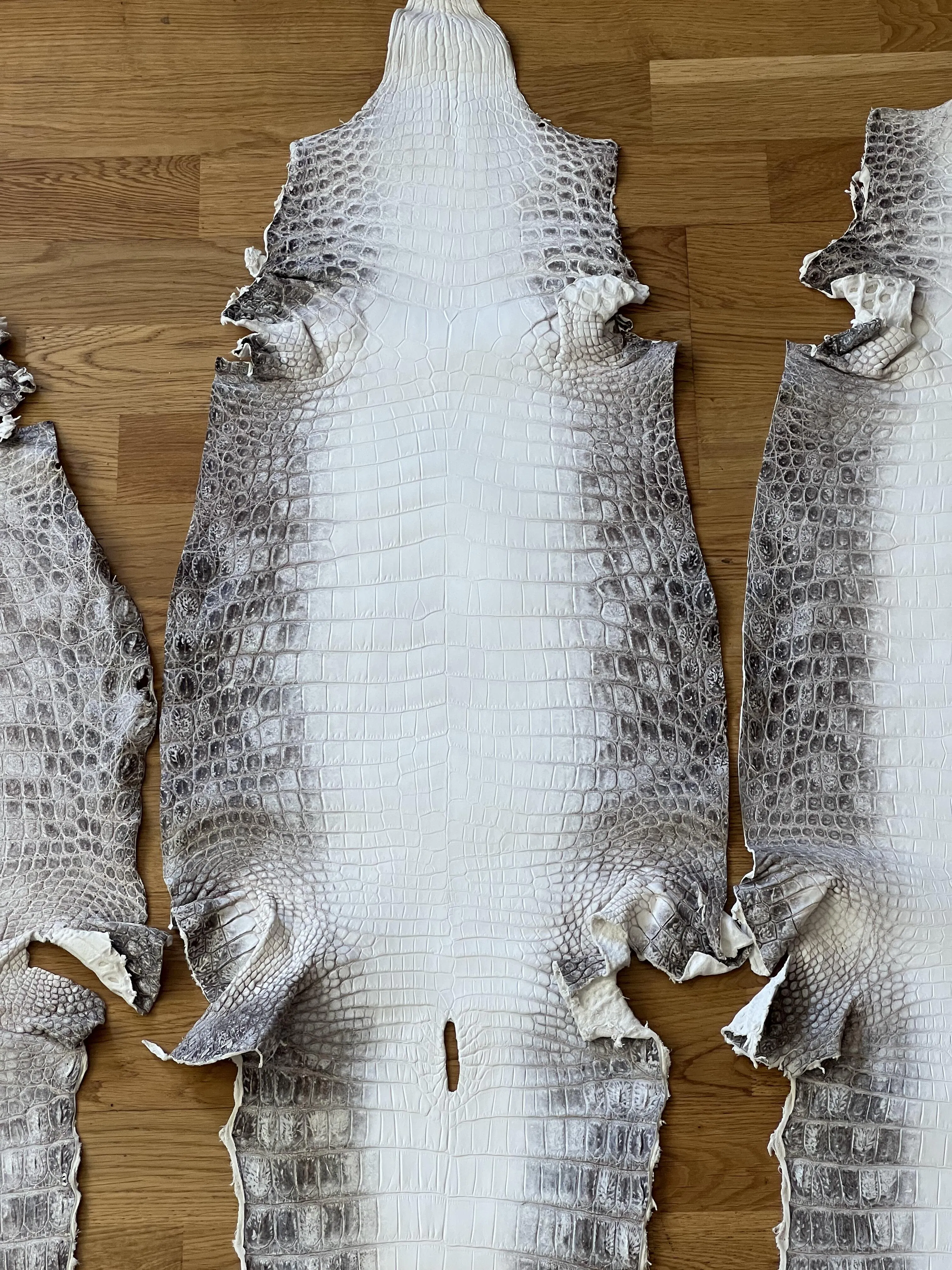 Himalayan Crocodile