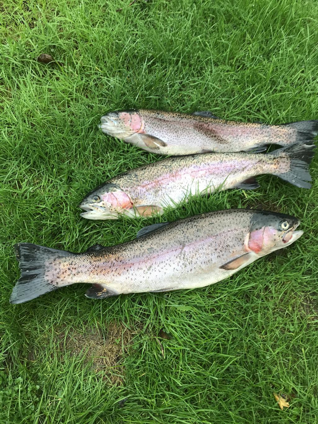 Fly Line Dressing - Sunray Lineslik Line Treatment