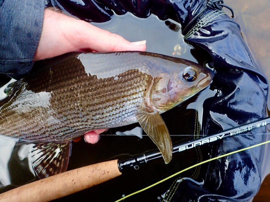 Sunray Microlite GT Ultra Light Rod #0 - #5 Torzite Stripping Guides ...