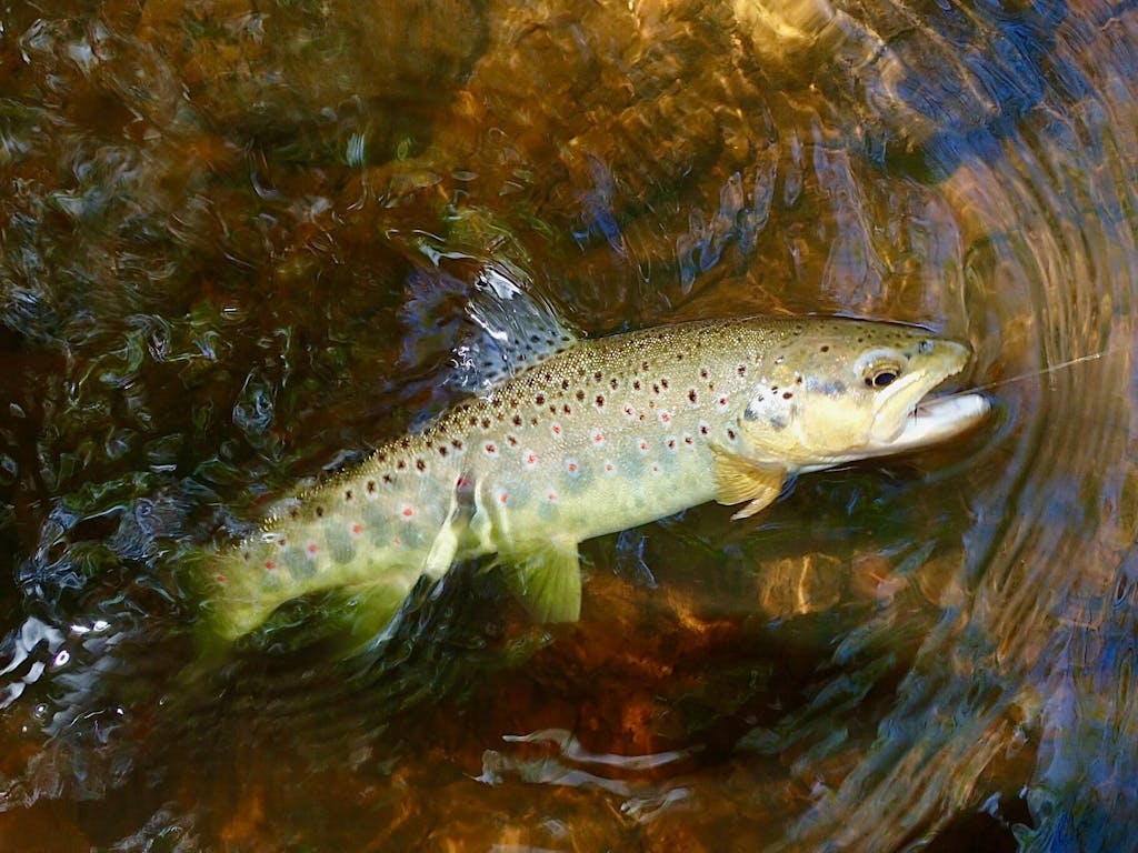 Fibreglass Fly Rod - California Glass Rod - Lightweight - Sunray Fly ...