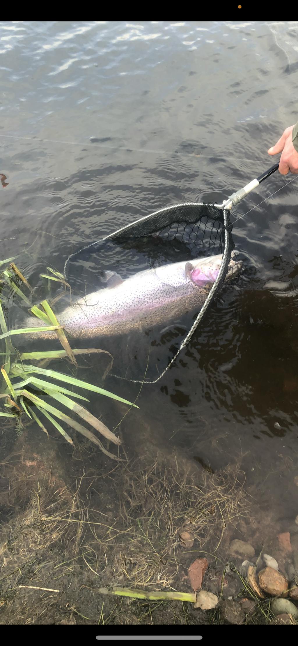 Sunray Proline Fly Line | Fly Lines For Professionals | Stillwater ...