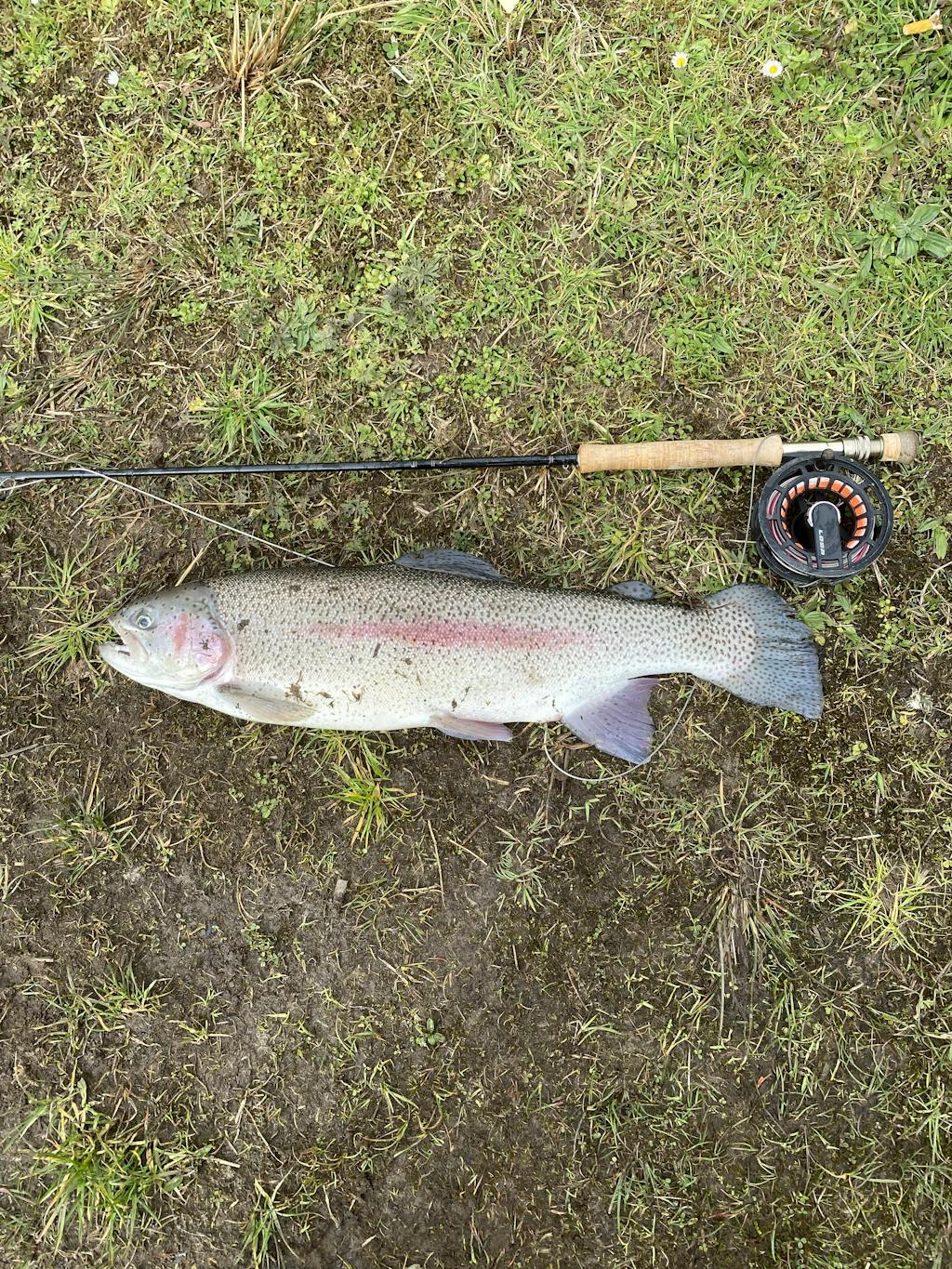 Floating Fly Line for Bung Indicator | Sunray Bung