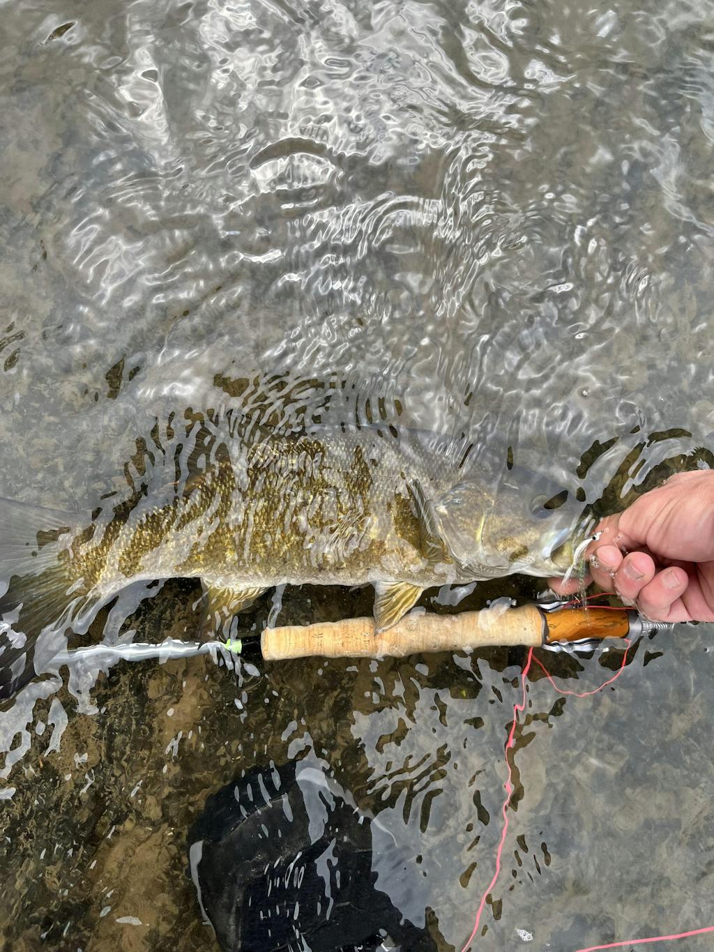 Sunray Proline Fly Line | Fly Lines For Professionals | Stillwater ...