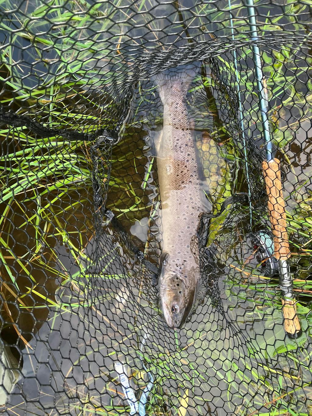 EZ Back Cast Floating Fly Line with Overhang Marker®️ | Sunray Fly Line ...