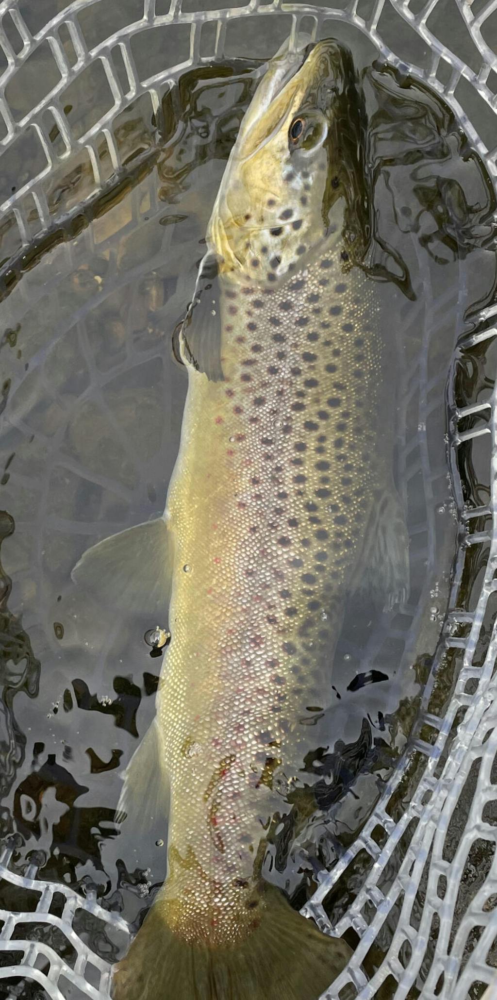 Sunray Proline Fly Line | Fly Lines For Professionals | Stillwater ...