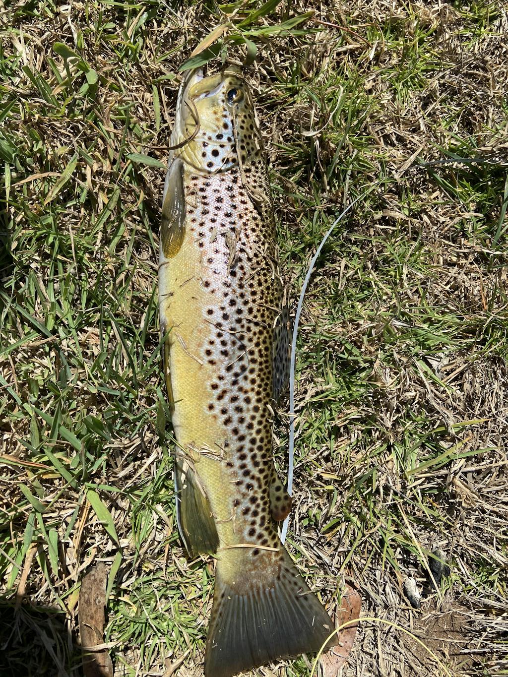 Tapered Fly Fish Leaders - Sunray