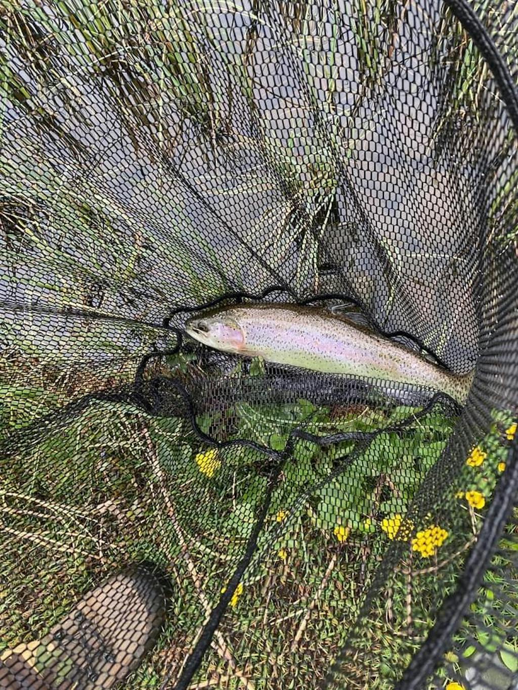 Sunray Technique Super Slim Fly Rod #5 - #8 Progressive Action Fly ...