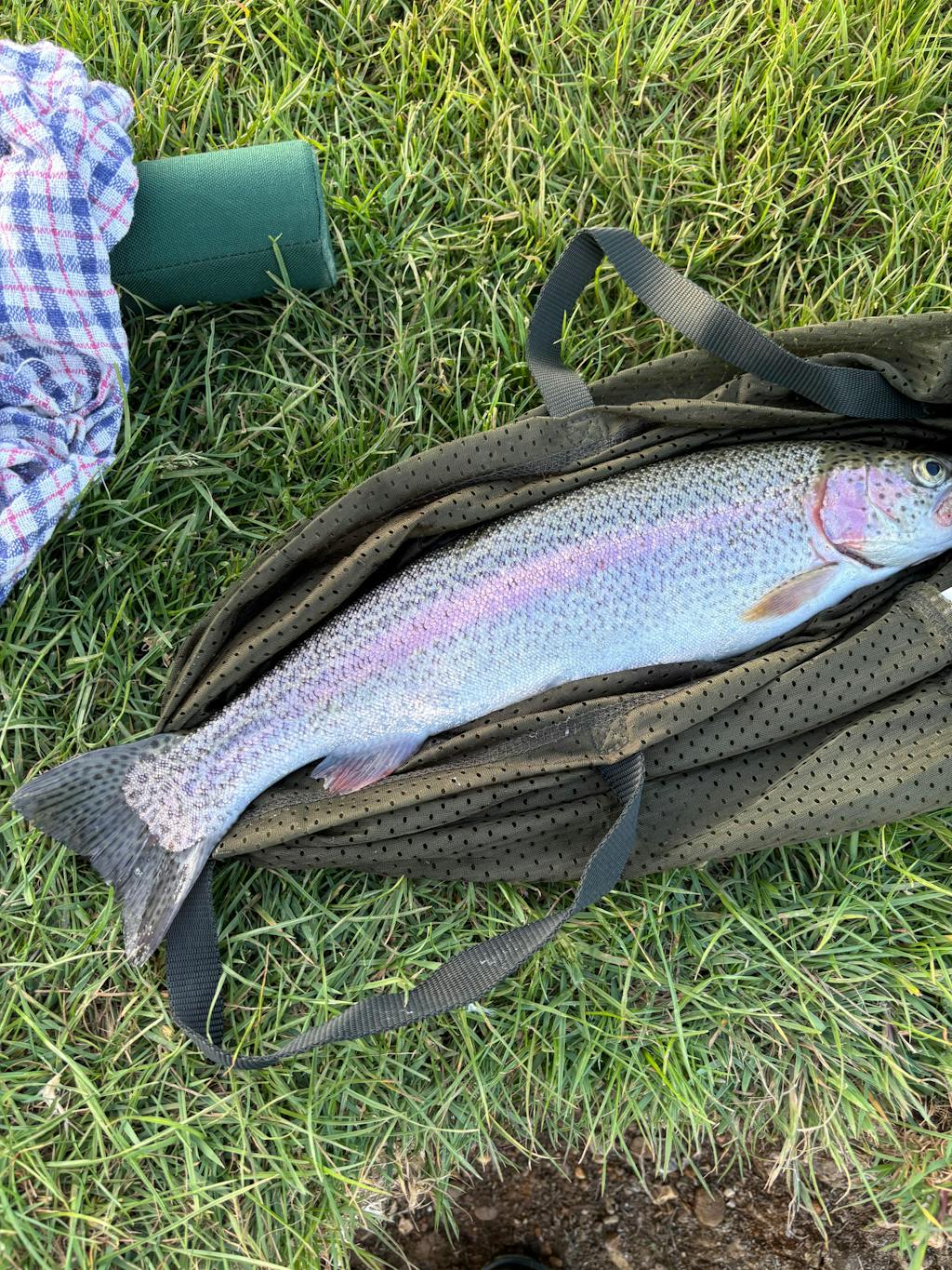 Sunray Proline Fly Line | Fly Lines For Professionals | Stillwater ...