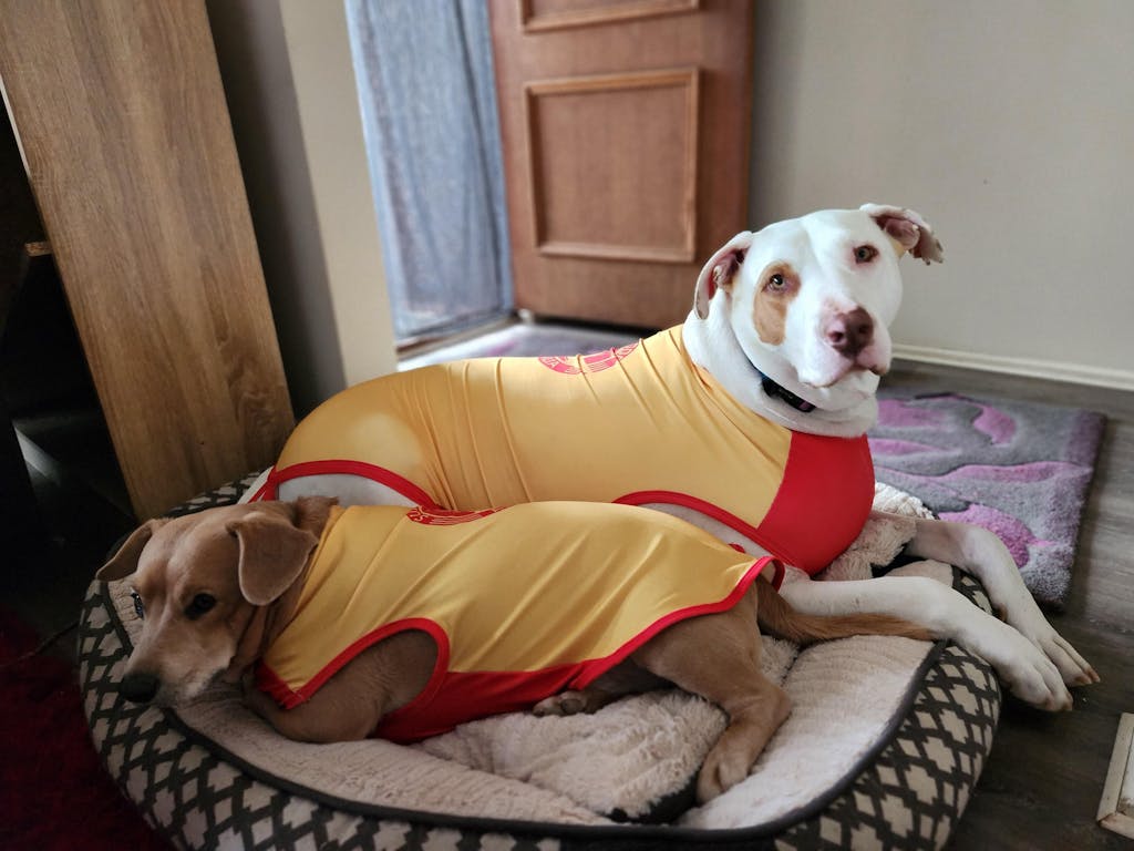 Dog Rashies by Surfdog Australia - UV protection shirts for dogs