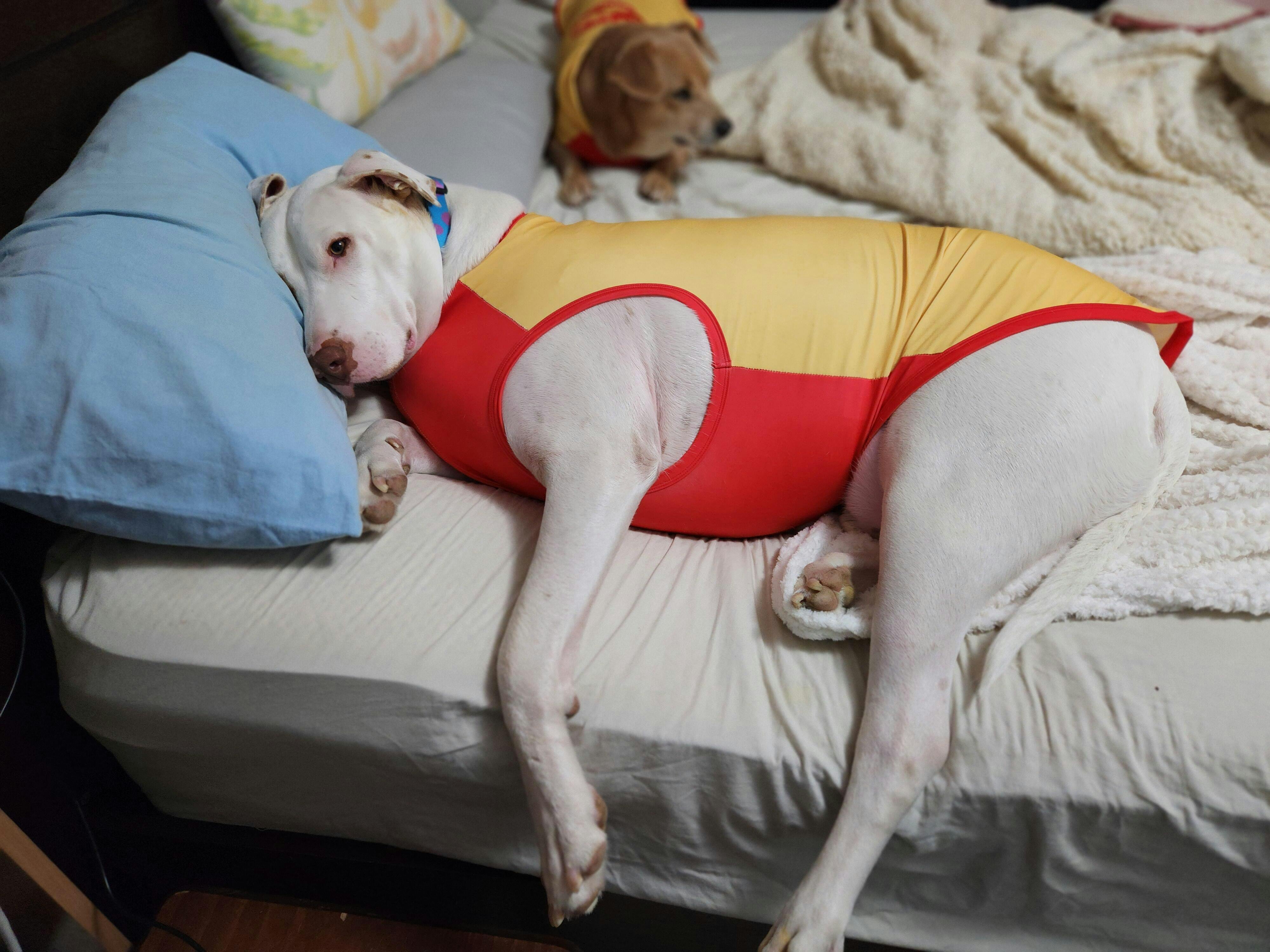 Dog Rashies by Surfdog Australia - UV protection shirts for dogs