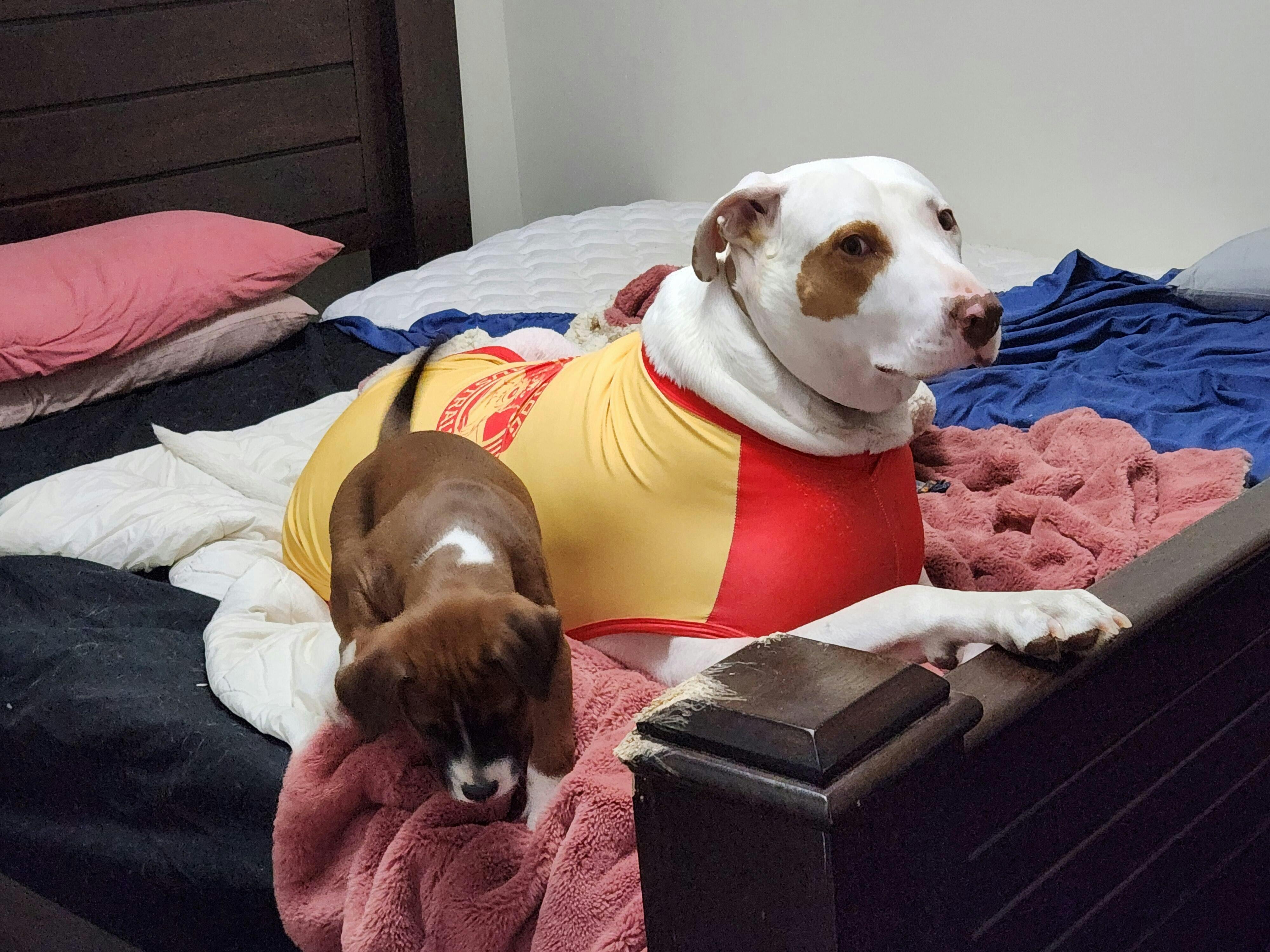 Dog Rashies by Surfdog Australia - UV protection shirts for dogs