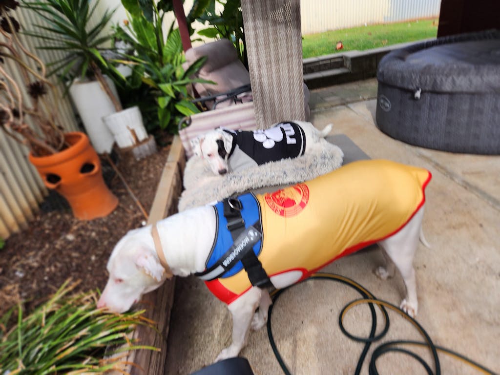Dog Rashies by Surfdog Australia - UV protection shirts for dogs