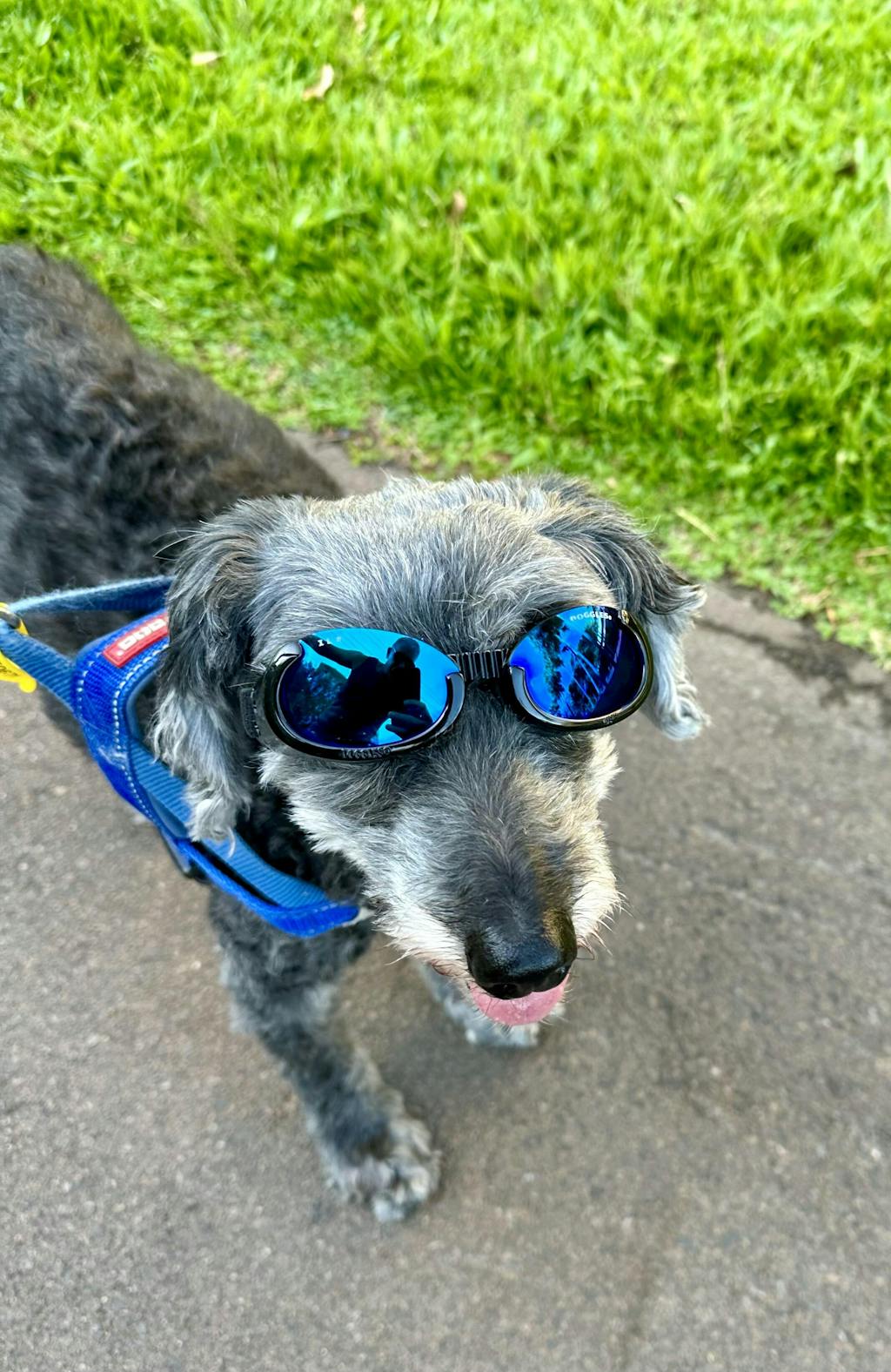 Doggles - Dog Sunglasses – Surfdog Australia