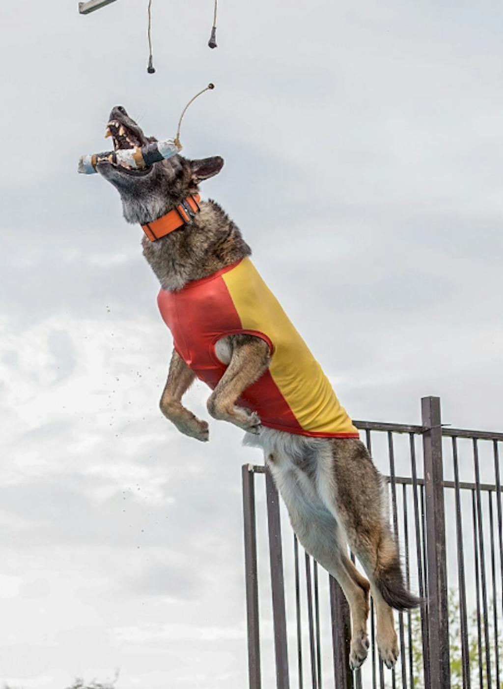 Dog Rashies by Surfdog Australia - UV protection shirts for dogs