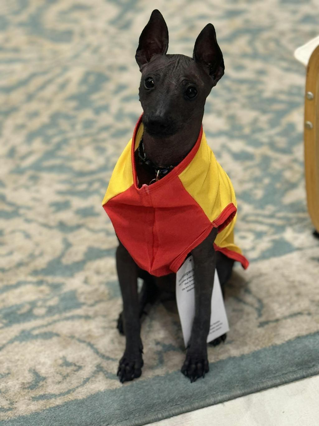 Dog Rashies by Surfdog Australia - UV protection shirts for dogs