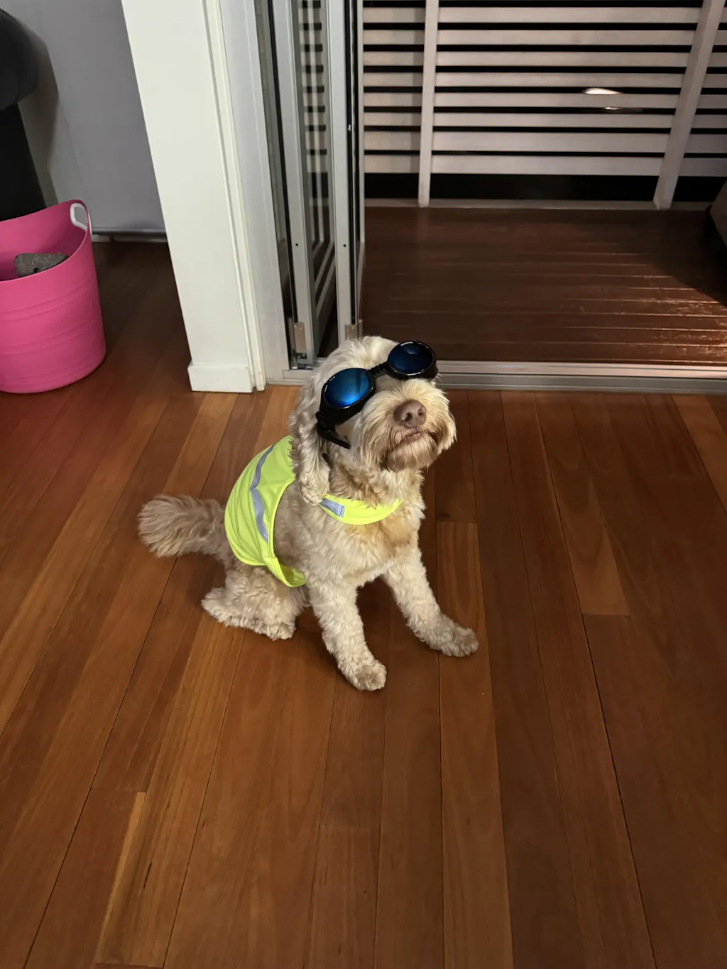 Doggles - Dog Sunglasses – Surfdog Australia