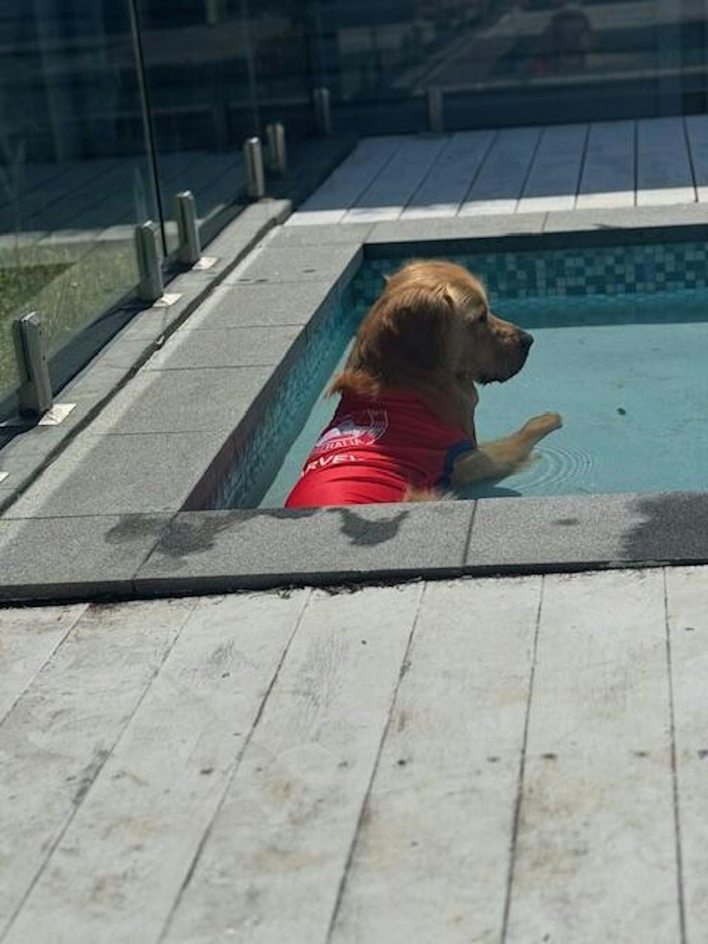 Dog Rashies by Surfdog Australia - UV protection shirts for dogs