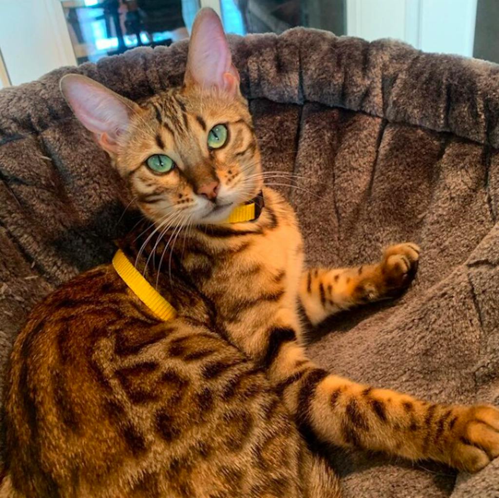 Specialty Harnesses & Collections – SurferCat