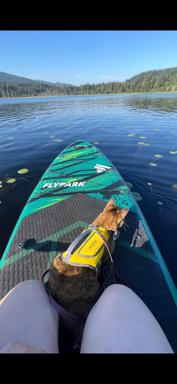 SurferCat Life Jackets