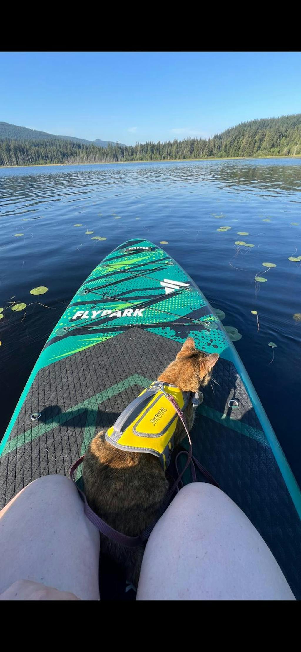 SurferCat Life Jackets
