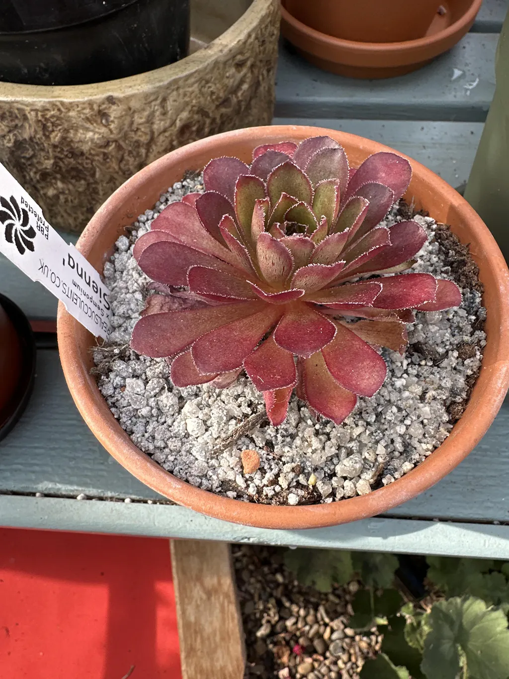 x Semponium 'Sienna' – Surreal Succulents