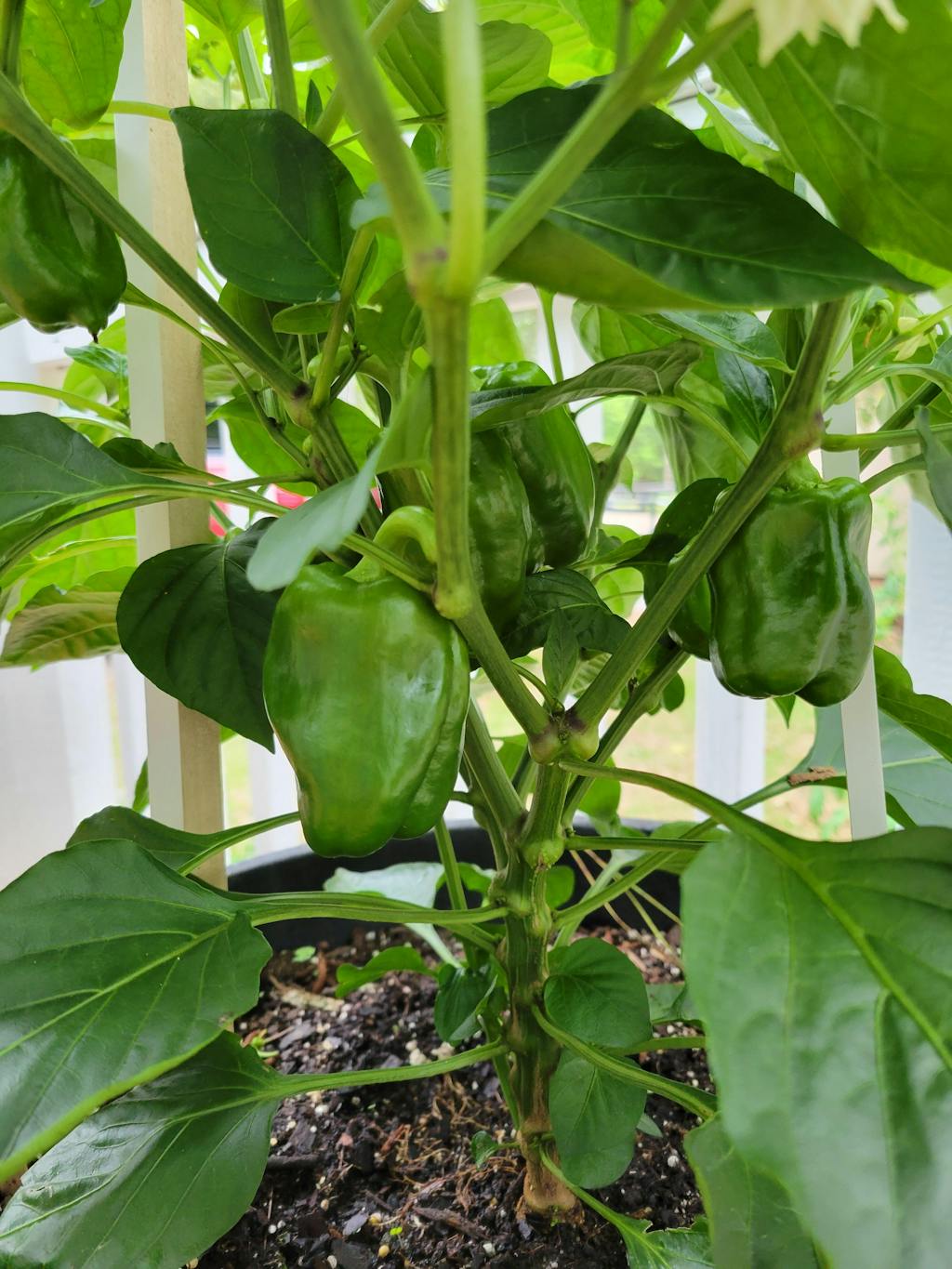 Farmers Seed Collection - 100 Seed Packets - SurvivalGardenSeeds