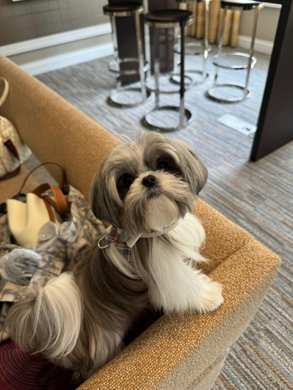 Glen Houndstooth Tinkie Harness